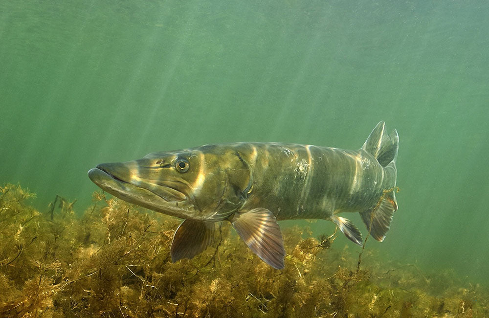 PIKE – Tagged "CHIEF" – THUNDERHAWK LURES